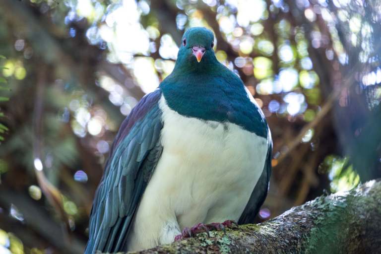 Summer Guide to Nelson - Interislander - Cook Strait Ferries