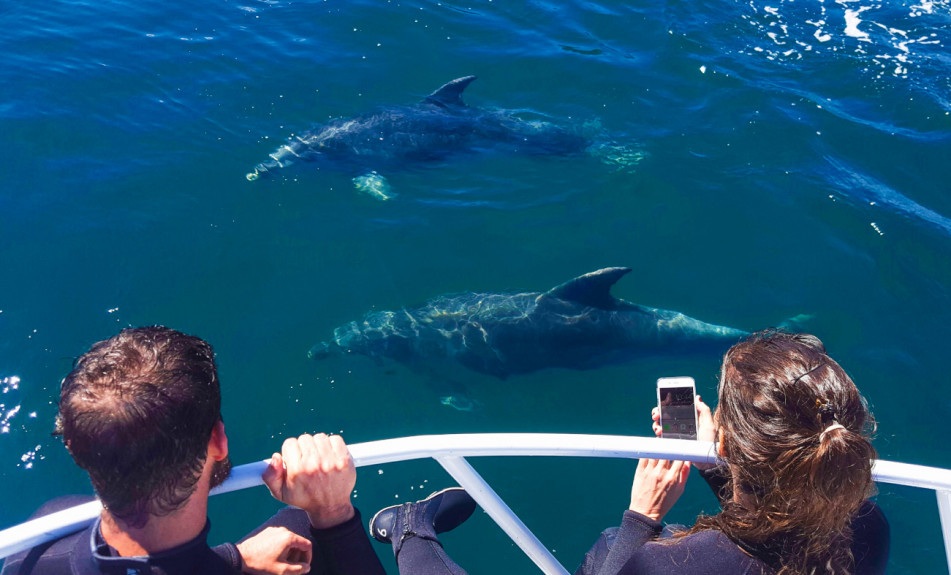 Safari at Sea: Cook Strait Wildlife - Interislander - Cook Strait Ferries