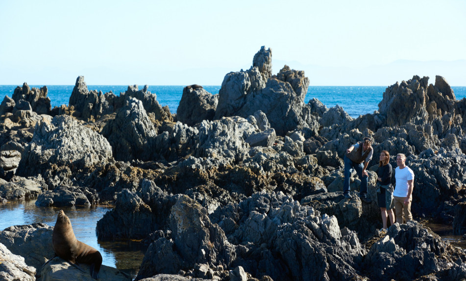Safari at Sea: Cook Strait Wildlife - Interislander - Cook Strait Ferries