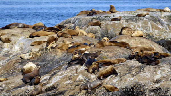 Guide to New Zealand 's Cook Strait - Interislander - Cook Strait Ferries