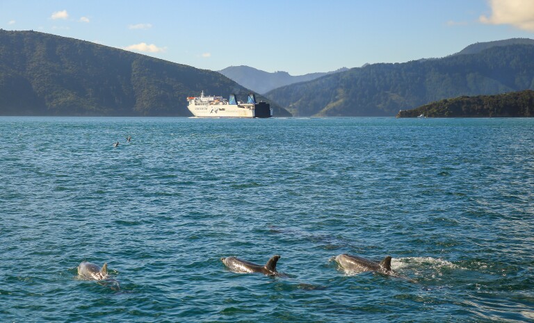 Unmissable sights on Cook Strait - Interislander - Cook Strait Ferries