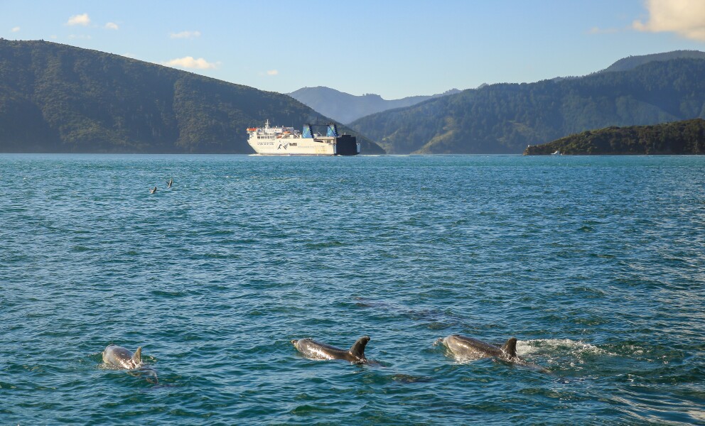 Unmissable sights on Cook Strait - Interislander - Cook Strait Ferries